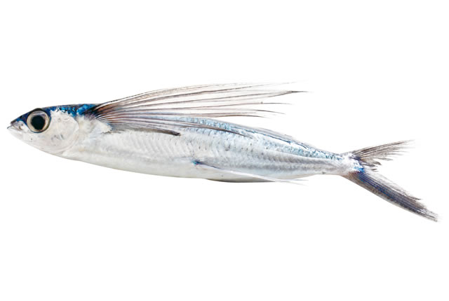 tobiuo | お魚を使った離乳食レシピ｜mogcook (モグック)